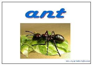 Animales Flashcards - Wordcards Animals | Tarjetas Relámpago Flashcards ...