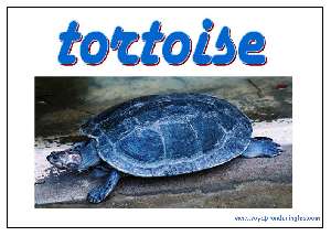 Animales Flashcards - Wordcards Animals | Tarjetas Relámpago Flashcards ...